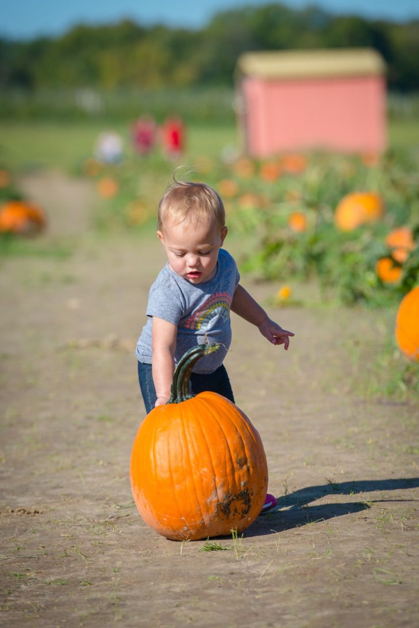 Apple Works: A Haven for Harvest Fun